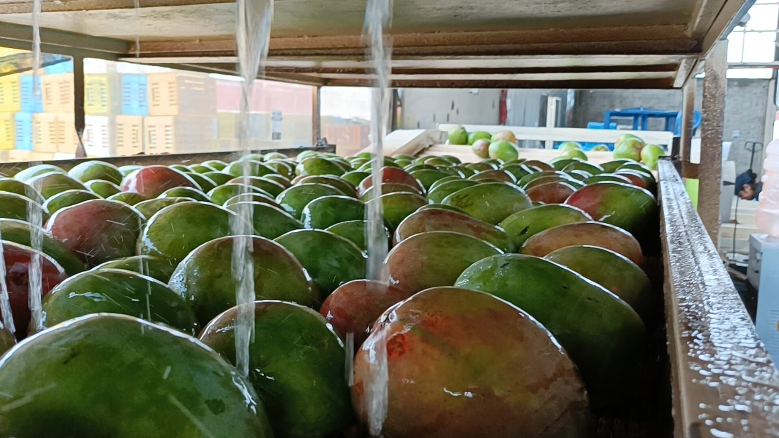 Temporada de mango mexicano llega a su fin