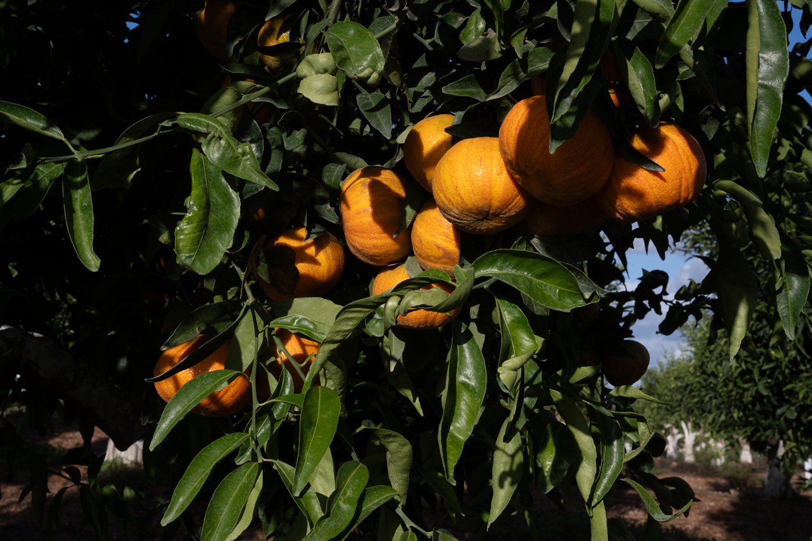 Halloweena™ Citrus: El futuro de los snacks saludables para Halloween ...