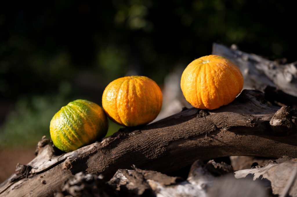 Halloweena™ Citrus: El futuro de los snacks saludables para Halloween ...