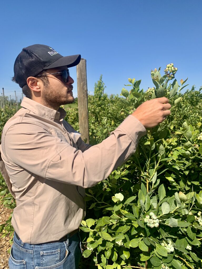 Fall Creek Chile: La nueva genética “high chill” arándanos