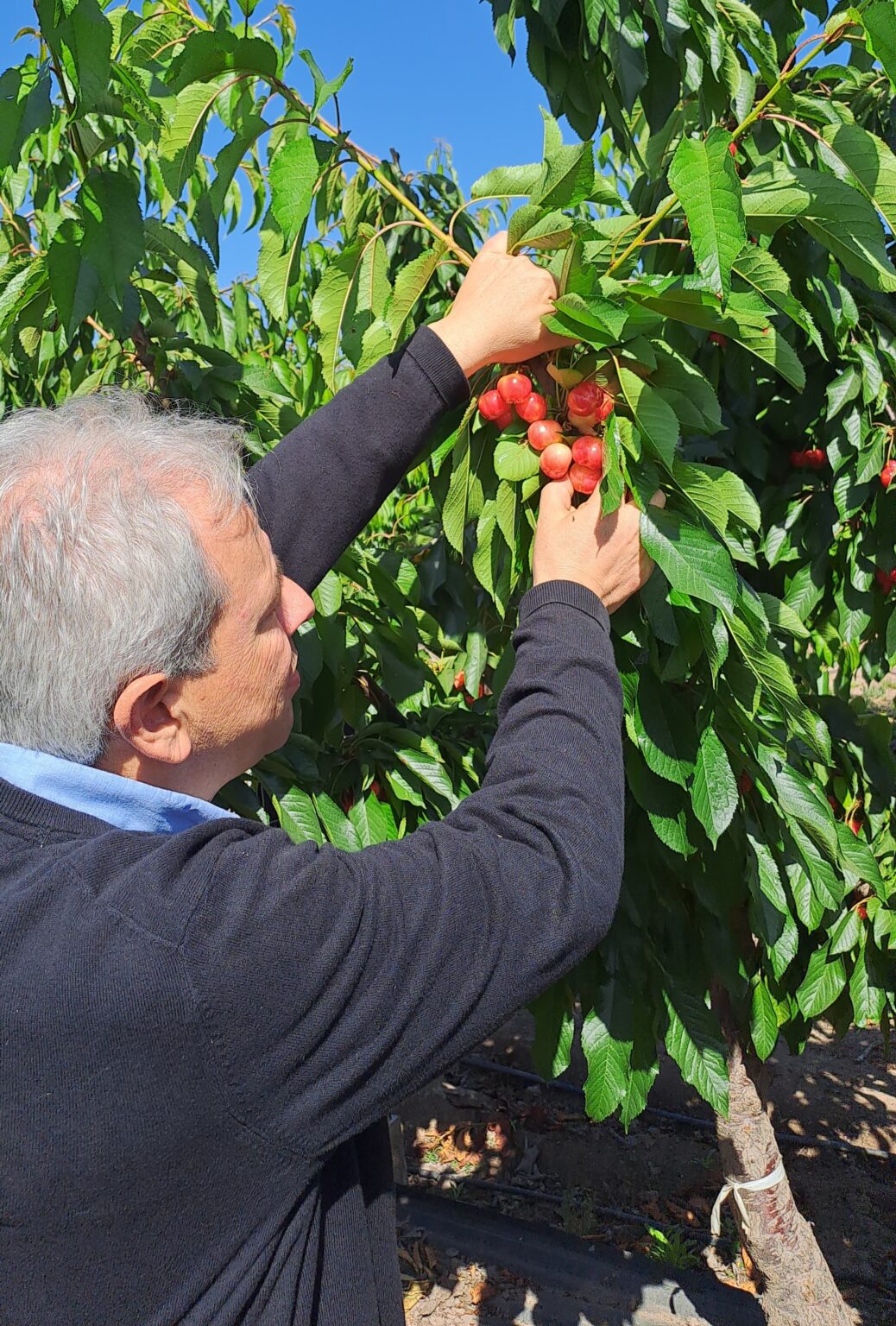 INIA y Biofrutales lideran mejoramiento genético de la cereza en Chile