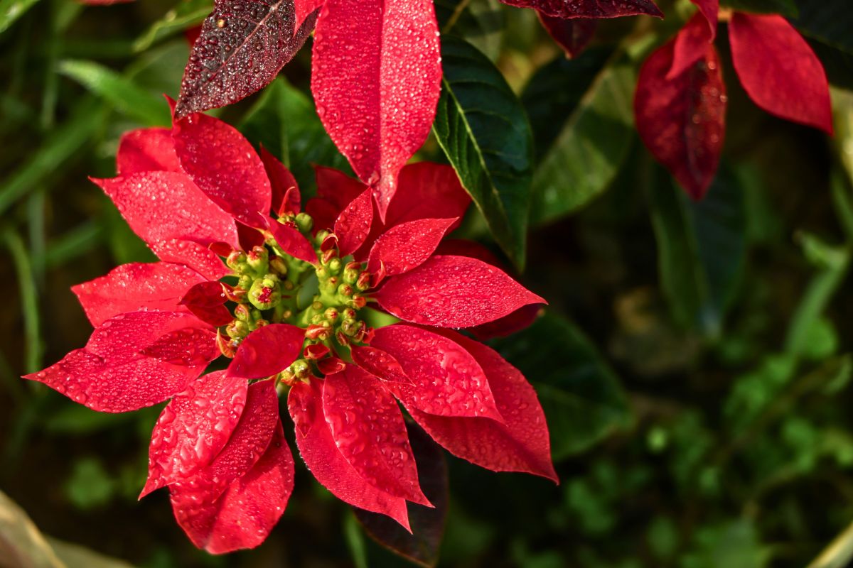 Cultivo y cuidados de la Flor de Nochebuena: una guía completa