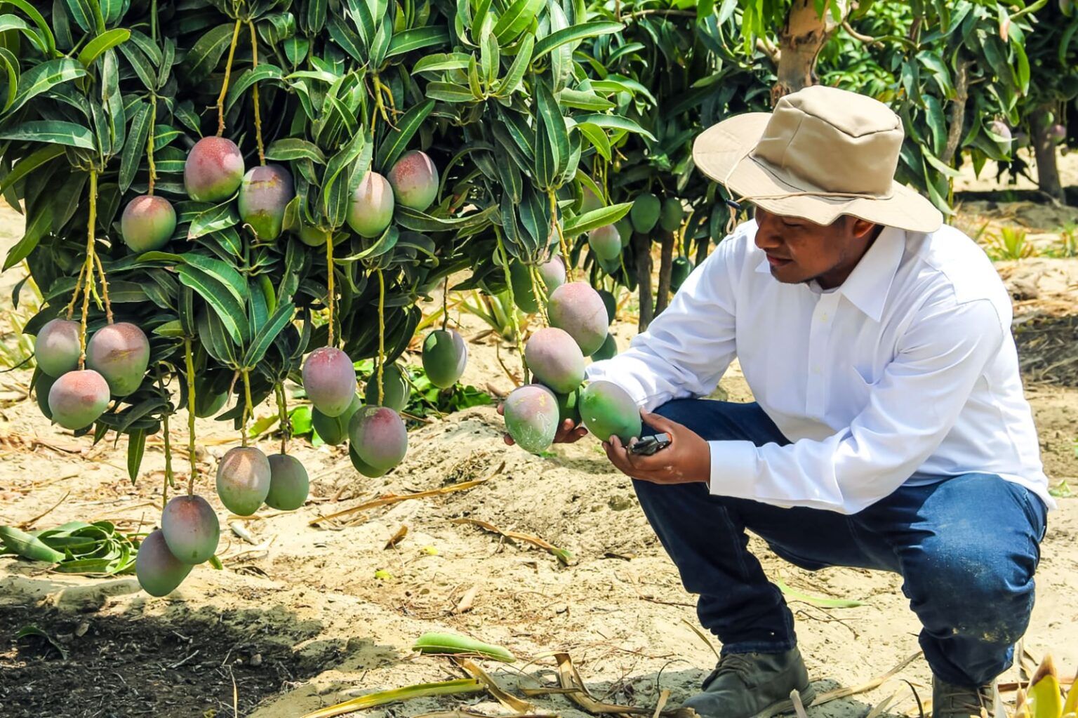 Productores de Lambayeque logran comercializar 420 toneladas de mango ...