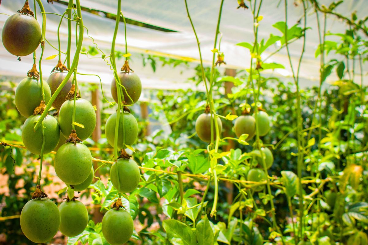 15 tips fenomenales para el cultivo de la radiante Gulupa