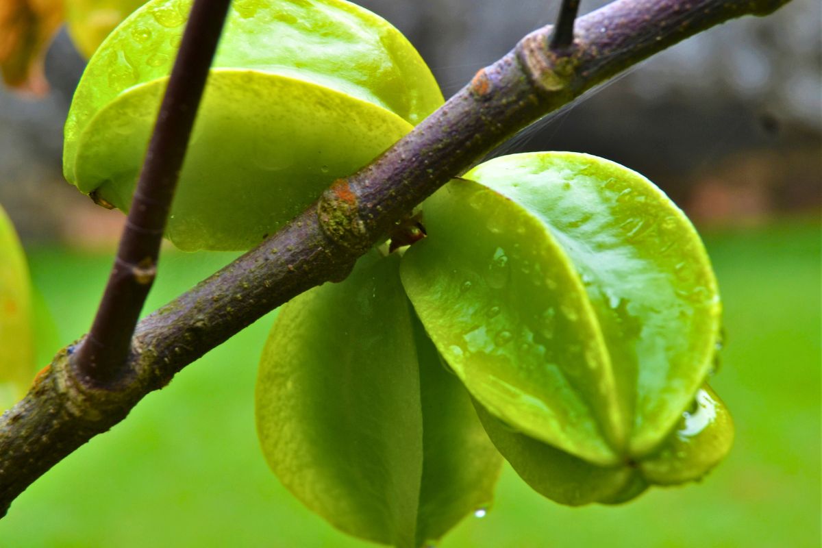 Carambola, guía de 7 minutos para esta novedosa fruta