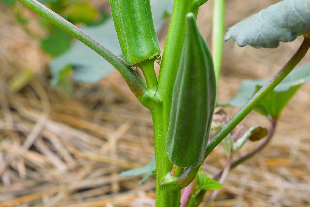 Quimbombó: 7 tips para cultivarlo en el huerto