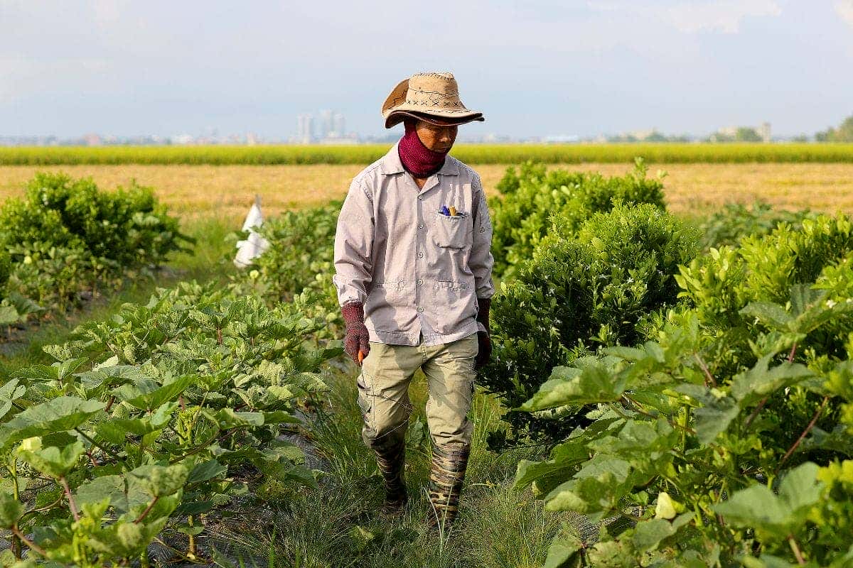 Quimbombó: 7 tips para cultivarlo en el huerto