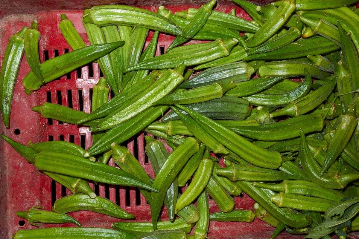 Quimbombó: 7 tips para cultivarlo en el huerto