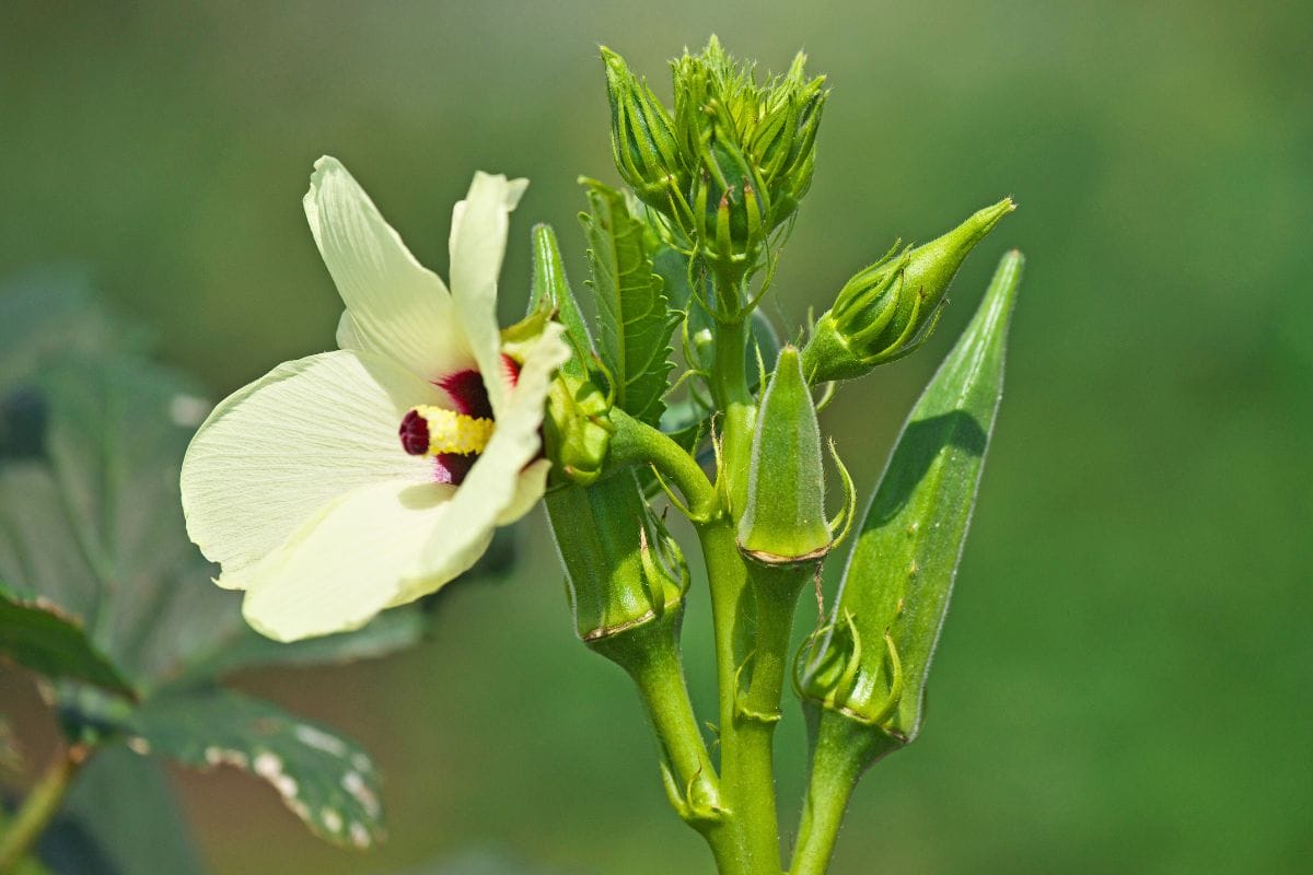Quimbombó: 7 tips para cultivarlo en el huerto