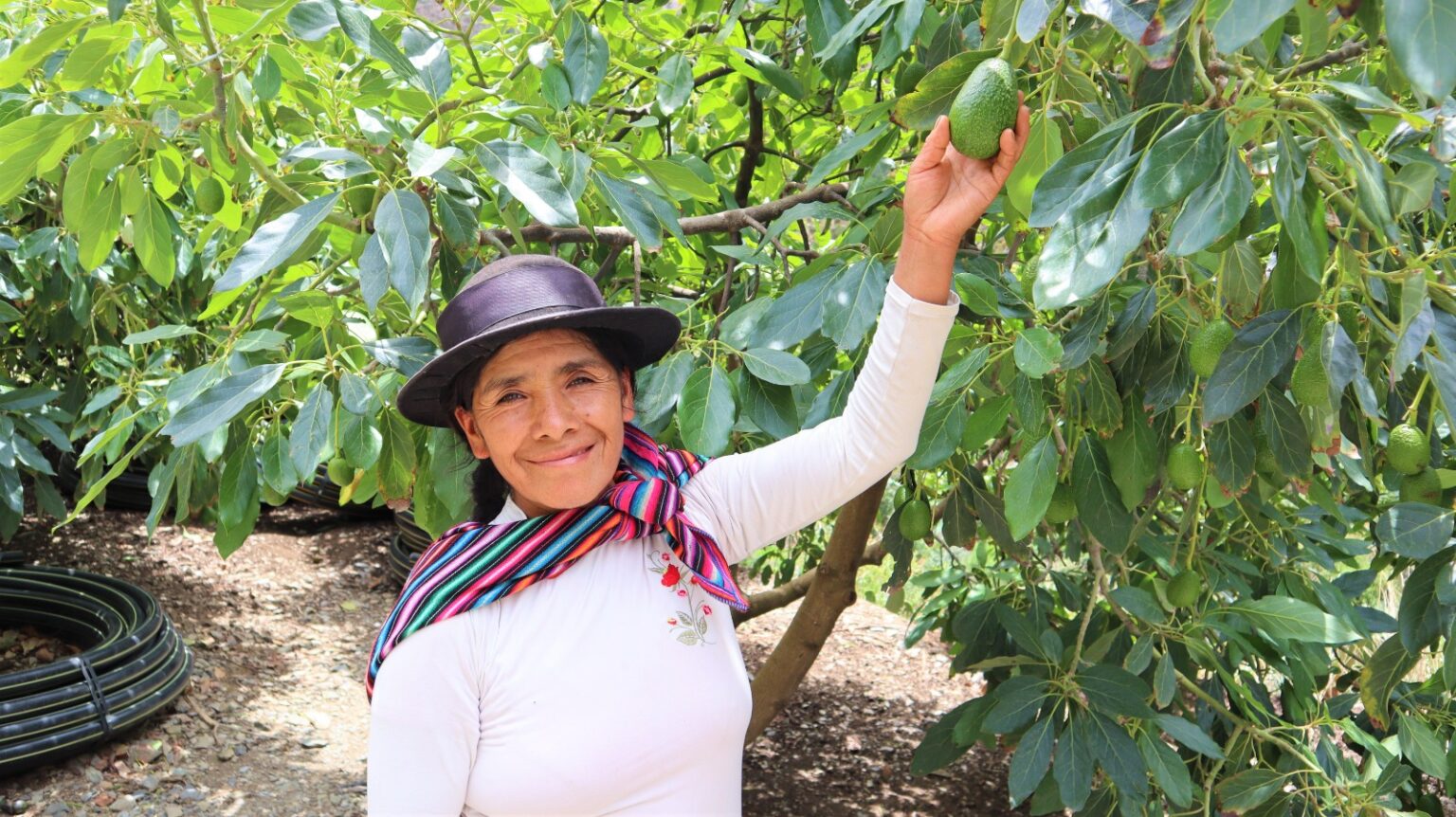 El futuro de la palta peruana