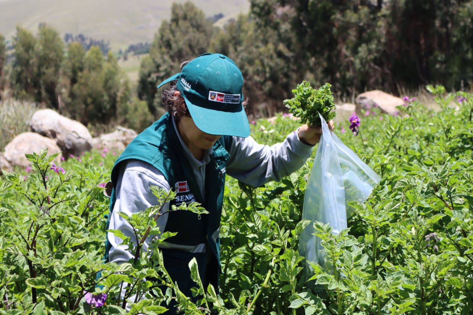 Perú Senasa Capacita A Productores Para Cosechar Sin Residuos De