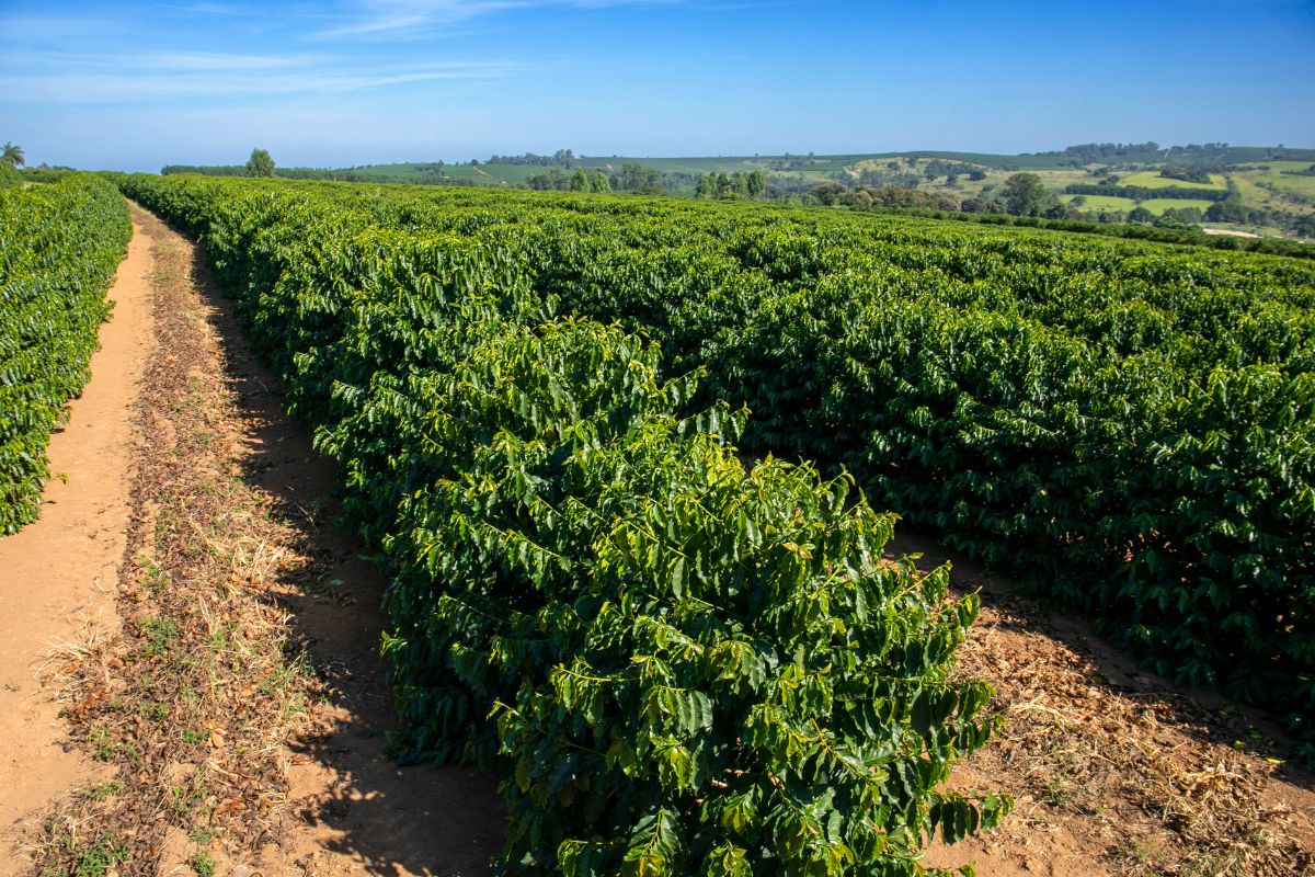 Cultivo del café: 20 consejos ideales