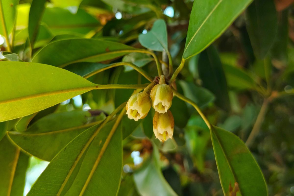 Zapote: 11 tips para cultivarlo con éxito