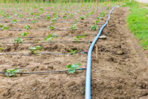 Bombas de riego para sistemas de goteros