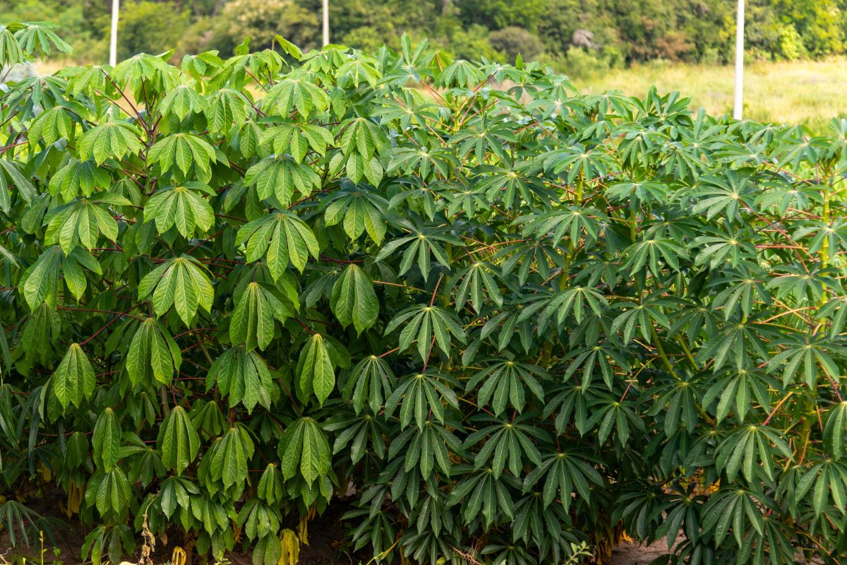 Yuca: 20 tips esenciales para su cultivo