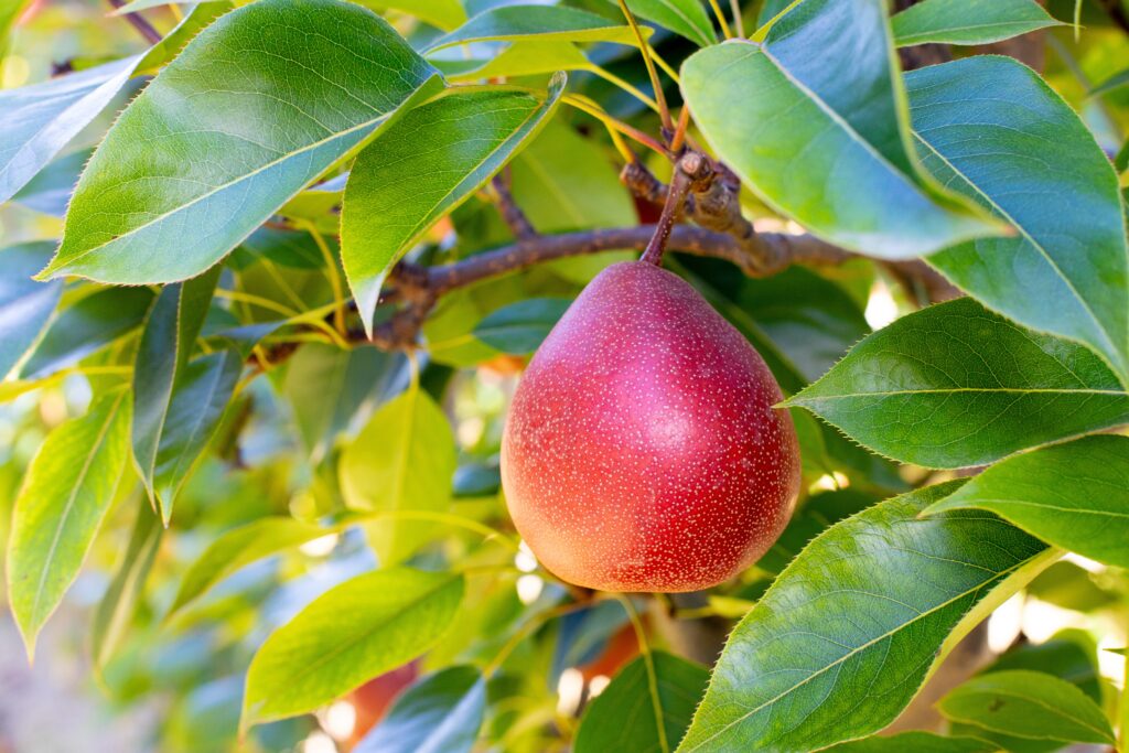Peras en Nueva Zelanda: “El desarrollo de Piqa ha cambiado el mercado”