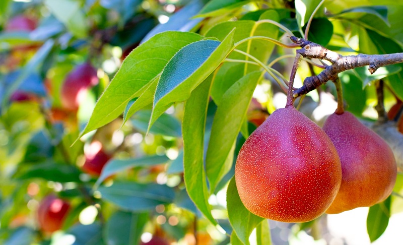 Fruta Tropical En Forma De Pera