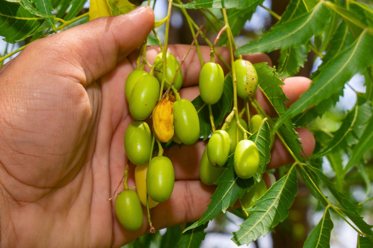 ¿Qué es el aceite de Neem?