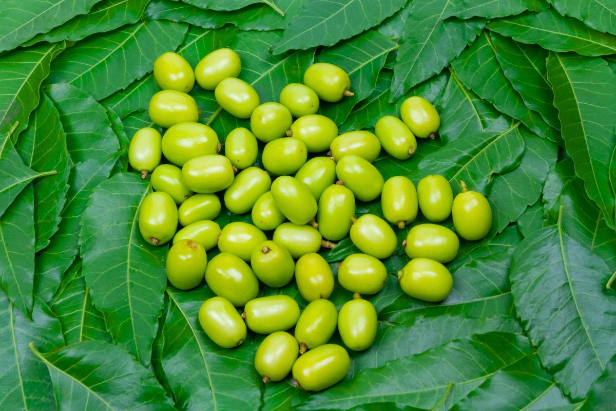 ¿Qué es el aceite de Neem?