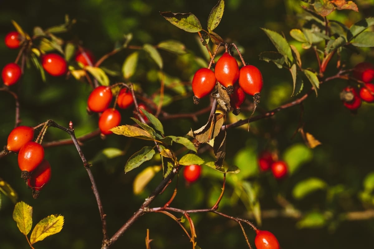 Rosa mosqueta: 10 tips esenciales para su cultivo