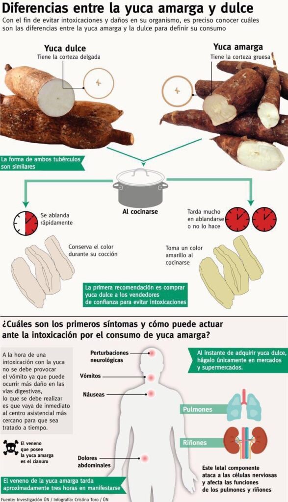 Yuca: 20 tips esenciales para su cultivo