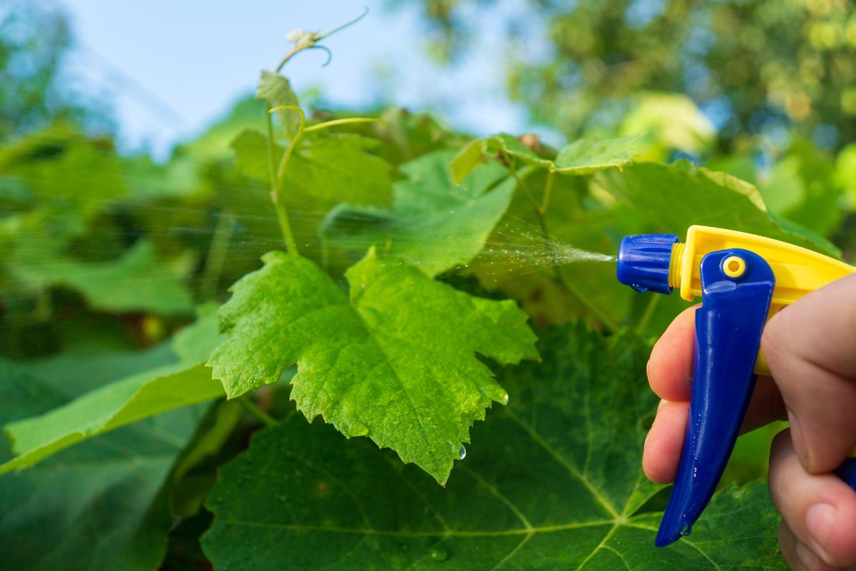 10 insecticidas caseros simples y eficientes