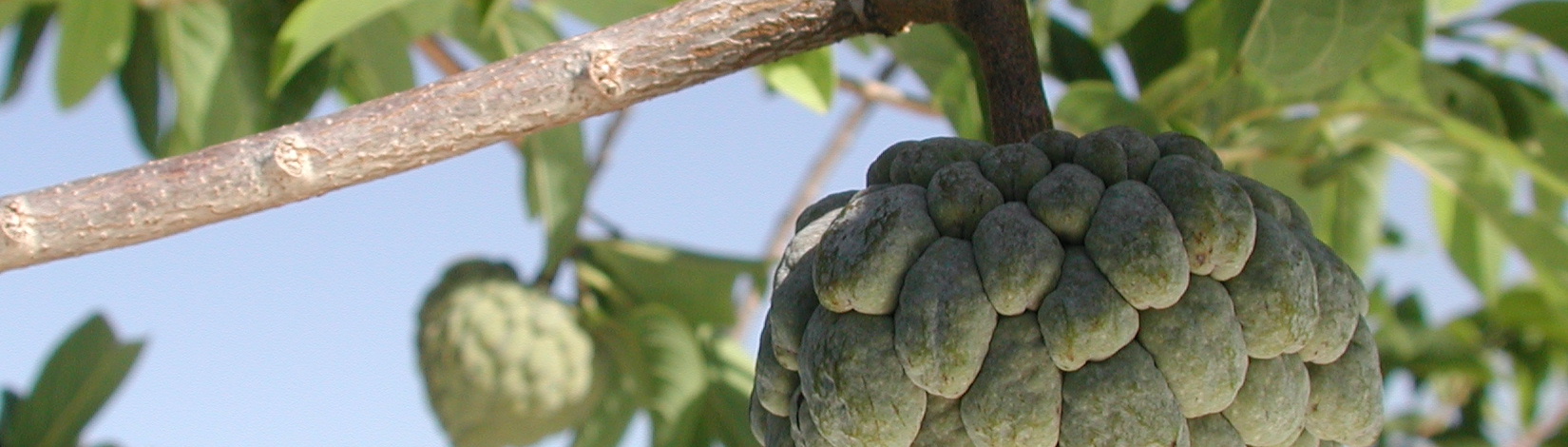 Anón, un vistazo a esta fruta tropical