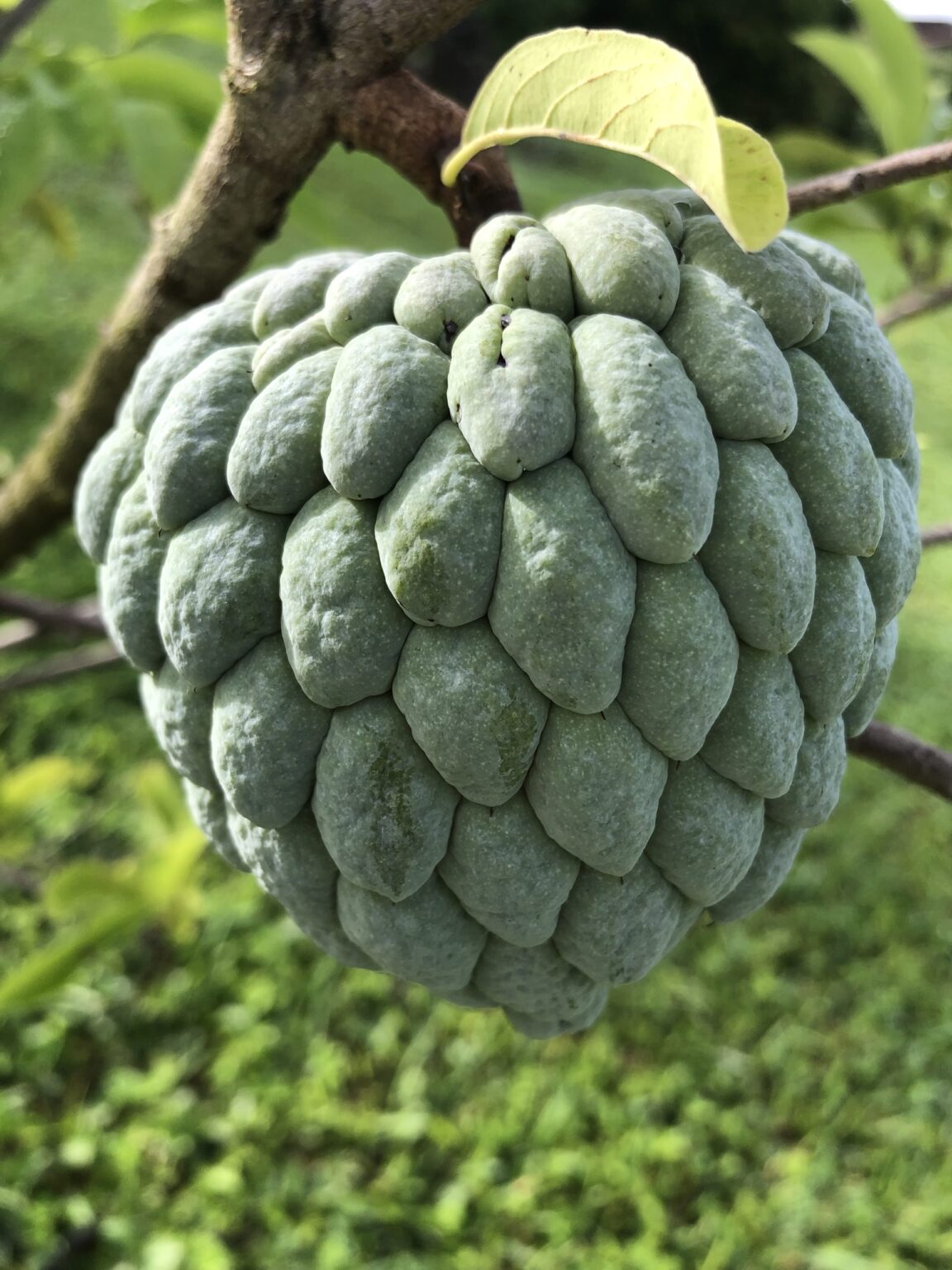 Anón, un vistazo a esta fruta tropical