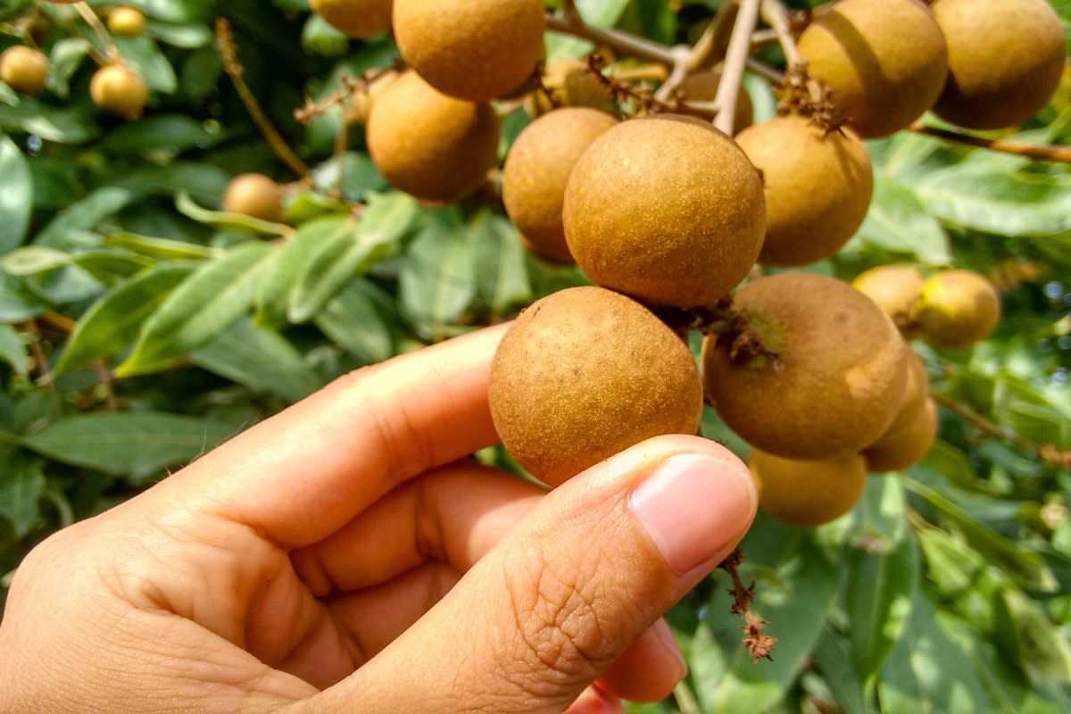 Longán, un vistazo a esta fruta tropical