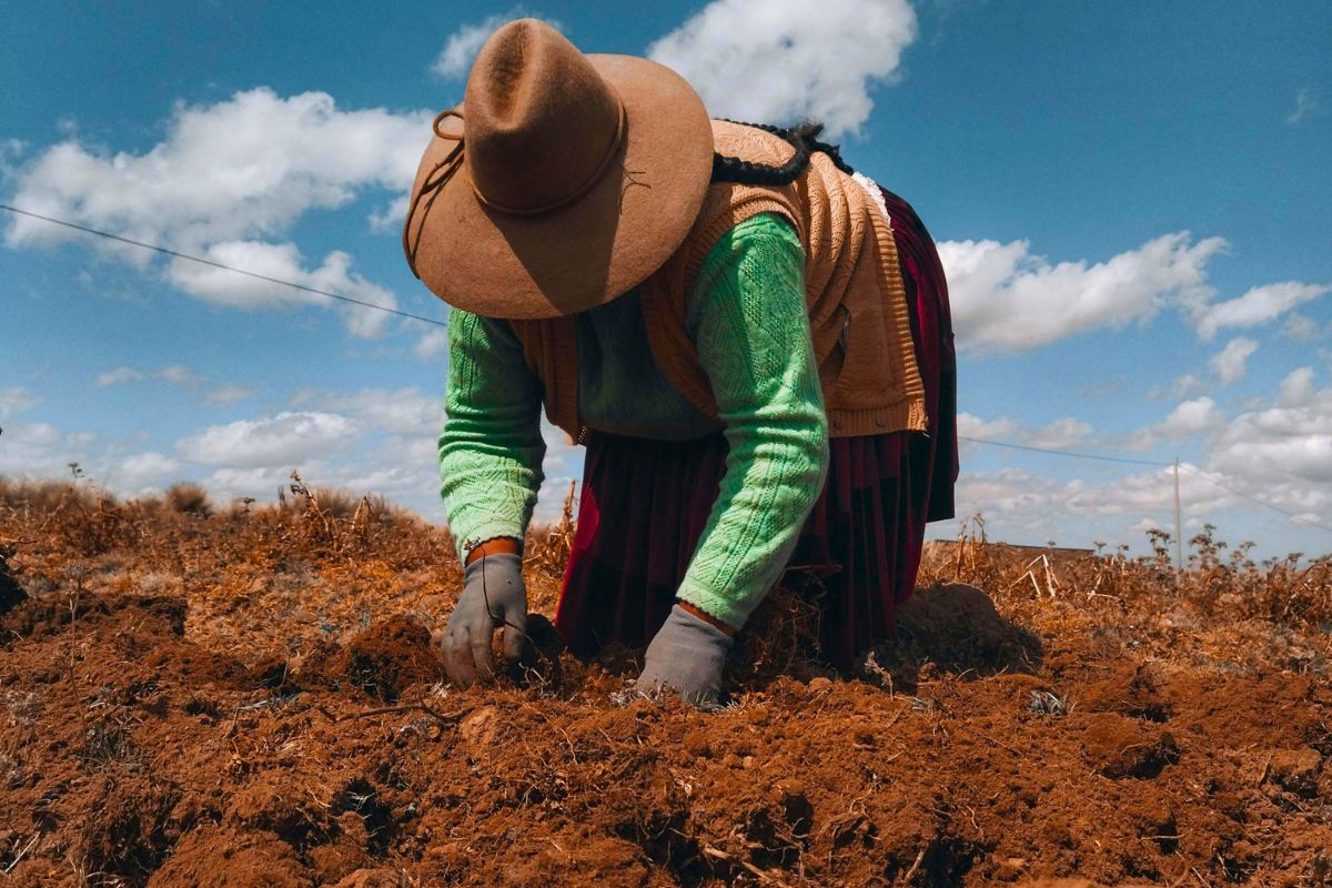 Papa chuño: 10 tips para su cultivo