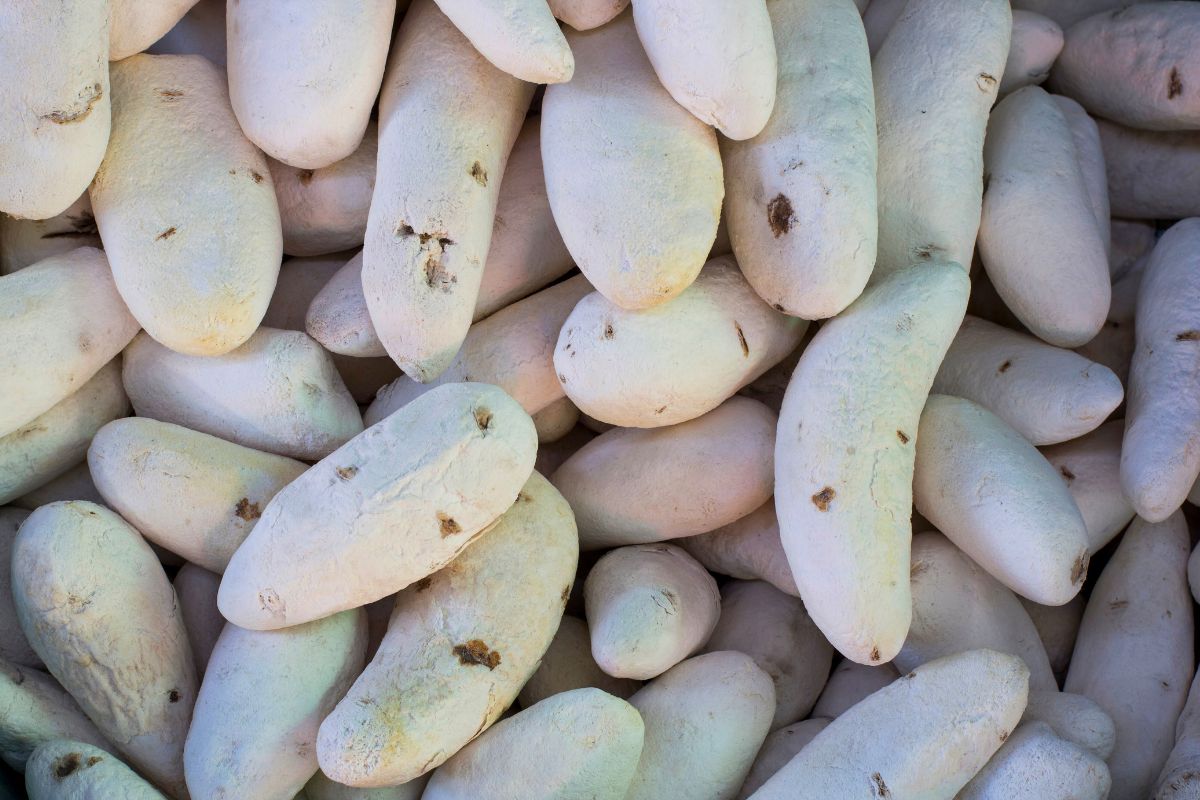 Papa chuño: 10 tips para su cultivo