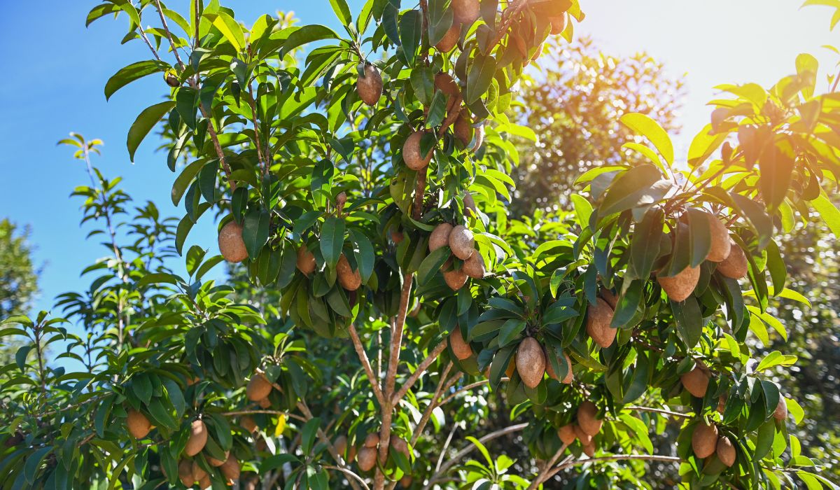 Chicozapote: 7 secretos para un cultivo exitoso