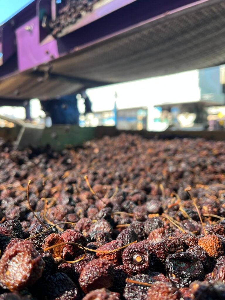 Cereza deshidratada en Chile: una alternativa que busca consolidarse