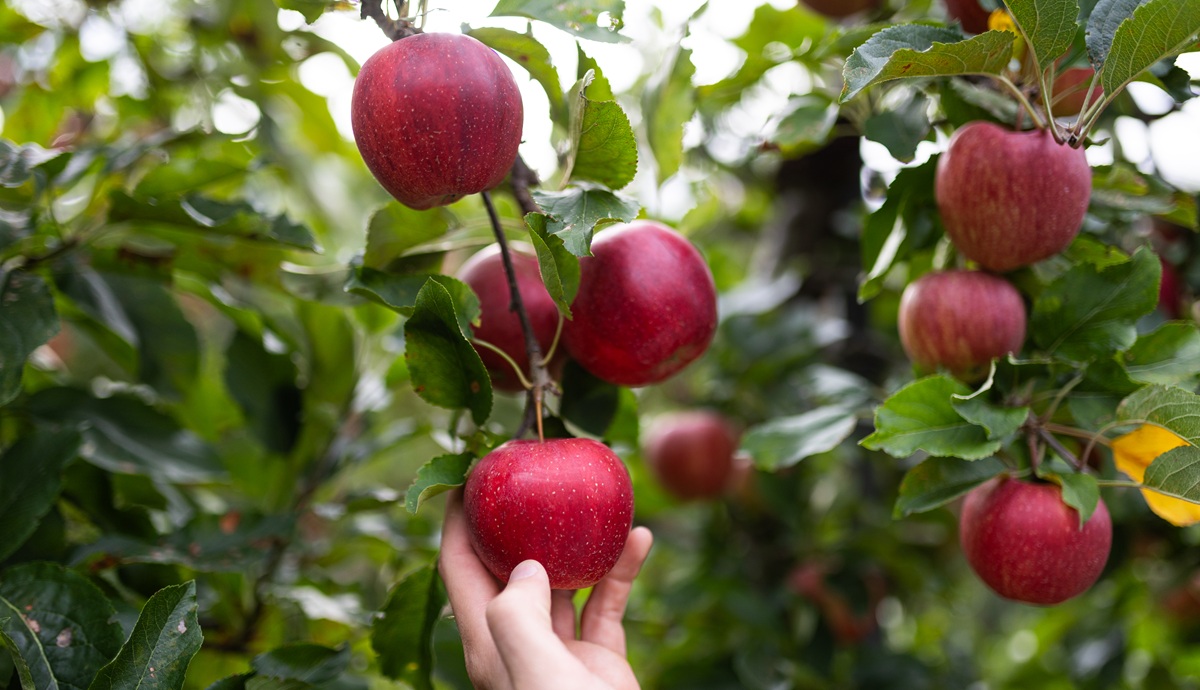 Consorcio VOG inicia cosecha de manzanas 2025/26 con fruta de alta calidad