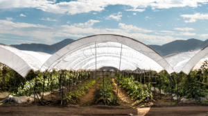 Berries Paradise inaugura nueva etapa con sede en Texas y expansión en ...