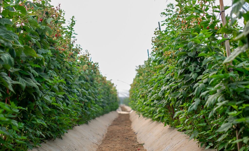 Berries Paradise refuerza su presencia en Norteamérica con Manolo Reyes ...
