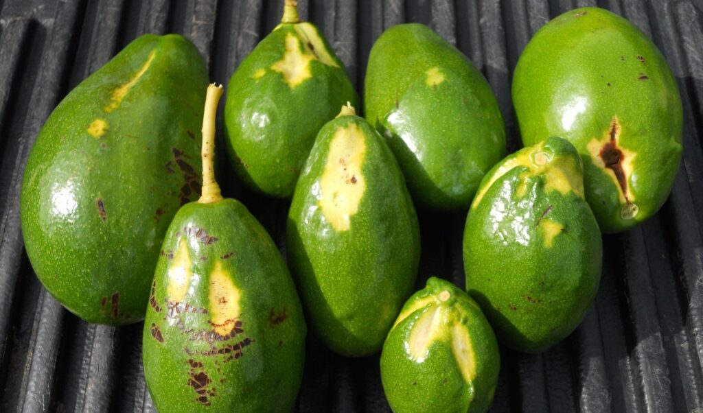 Aguacates de Florida bajo amenaza: viroide de la mancha solar preocupa ...