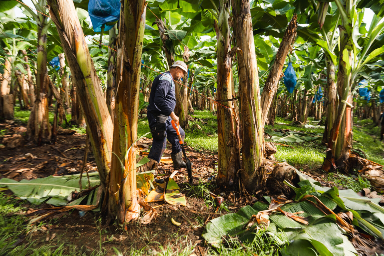 Industria bananera de Costa Rica enfrenta un año marcado por ...