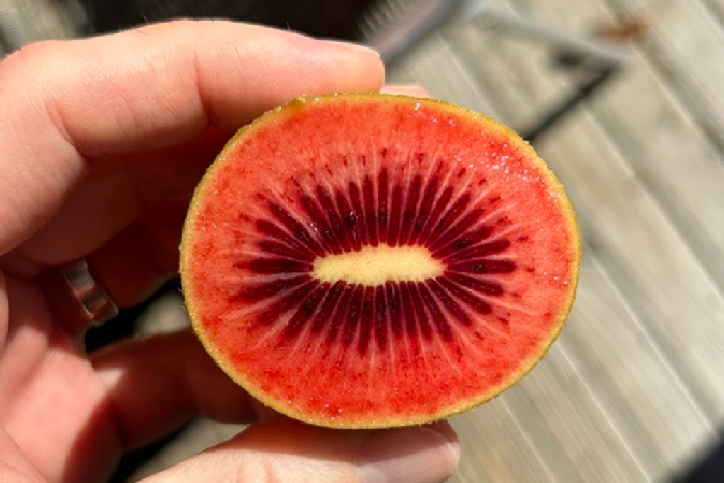 Zespri lanza nuevo kiwi rojo para extender temporada de RubyRed™