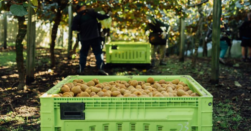 Zespri celebra TLC con India que reduce aranceles al kiwi