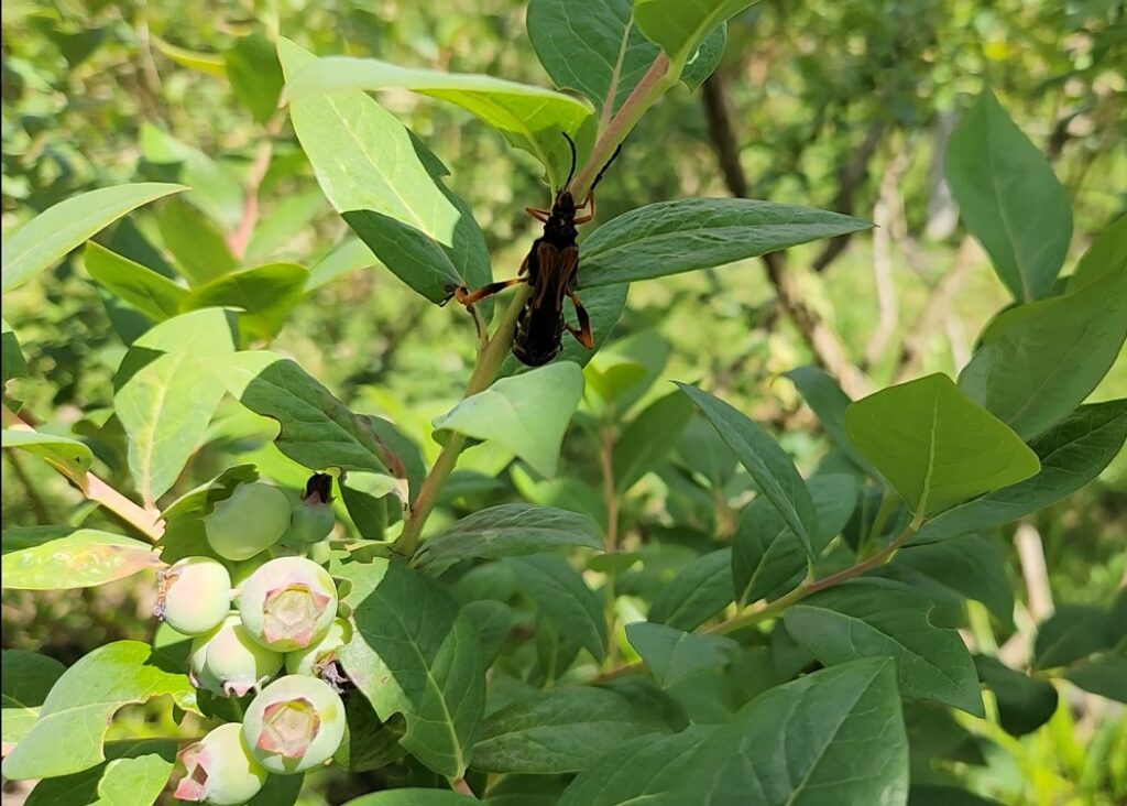 Ecología química abre nuevas alternativas para controlar insectos ...